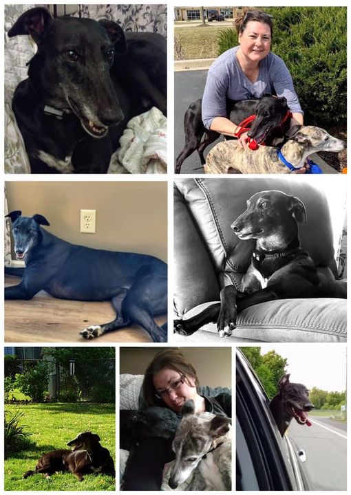 Adopt a Greyhound in Indiana | Greyt Angels Inc