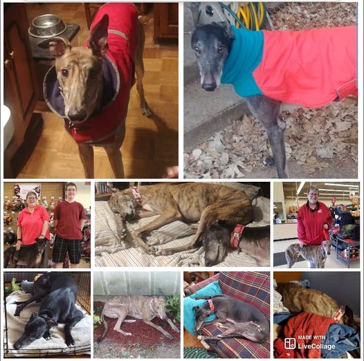 Adopt a Greyhound in Indiana | Greyt Angels Inc